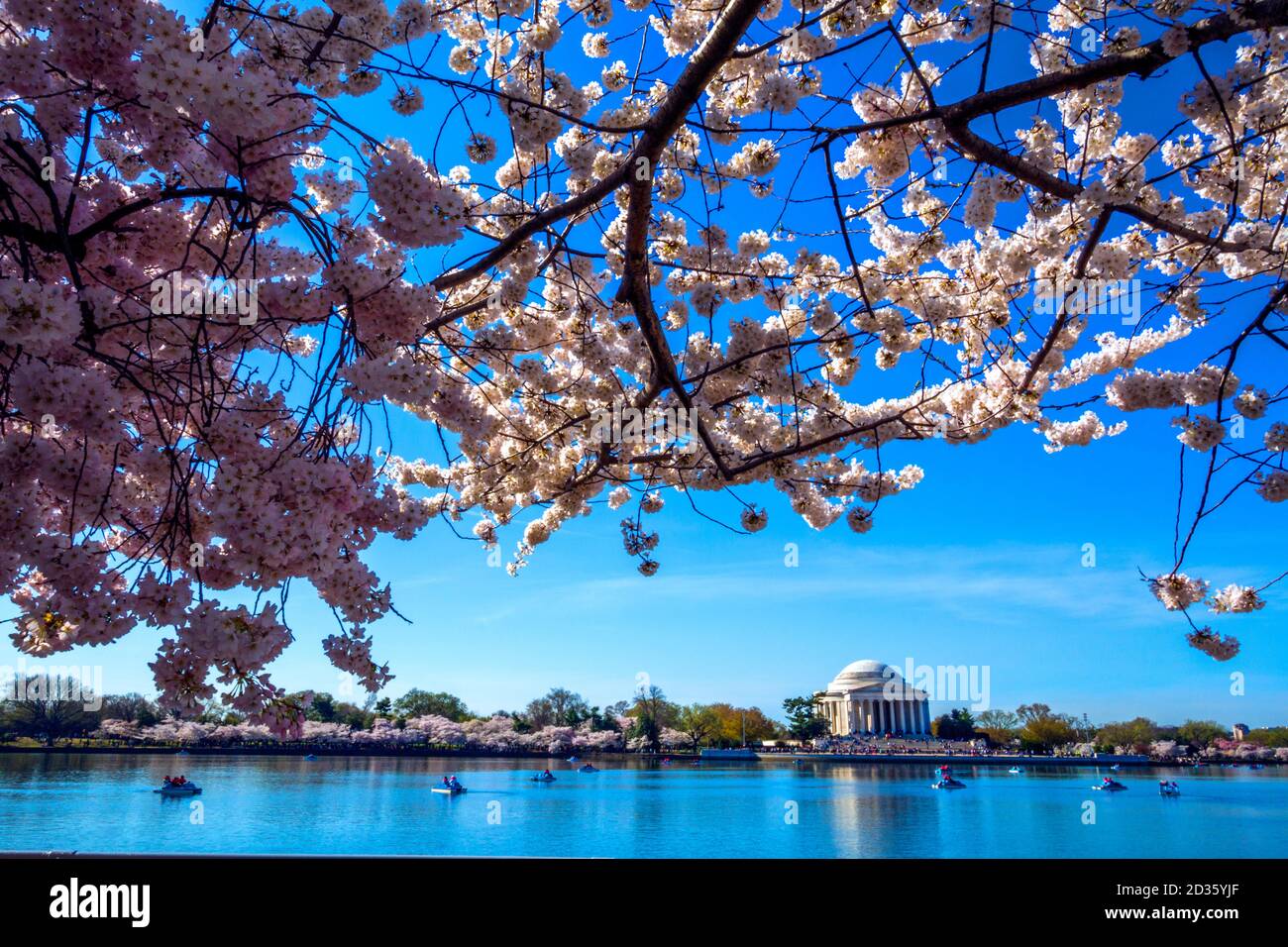 Spring blossoms in Wasington DC Stock Photo - Alamy