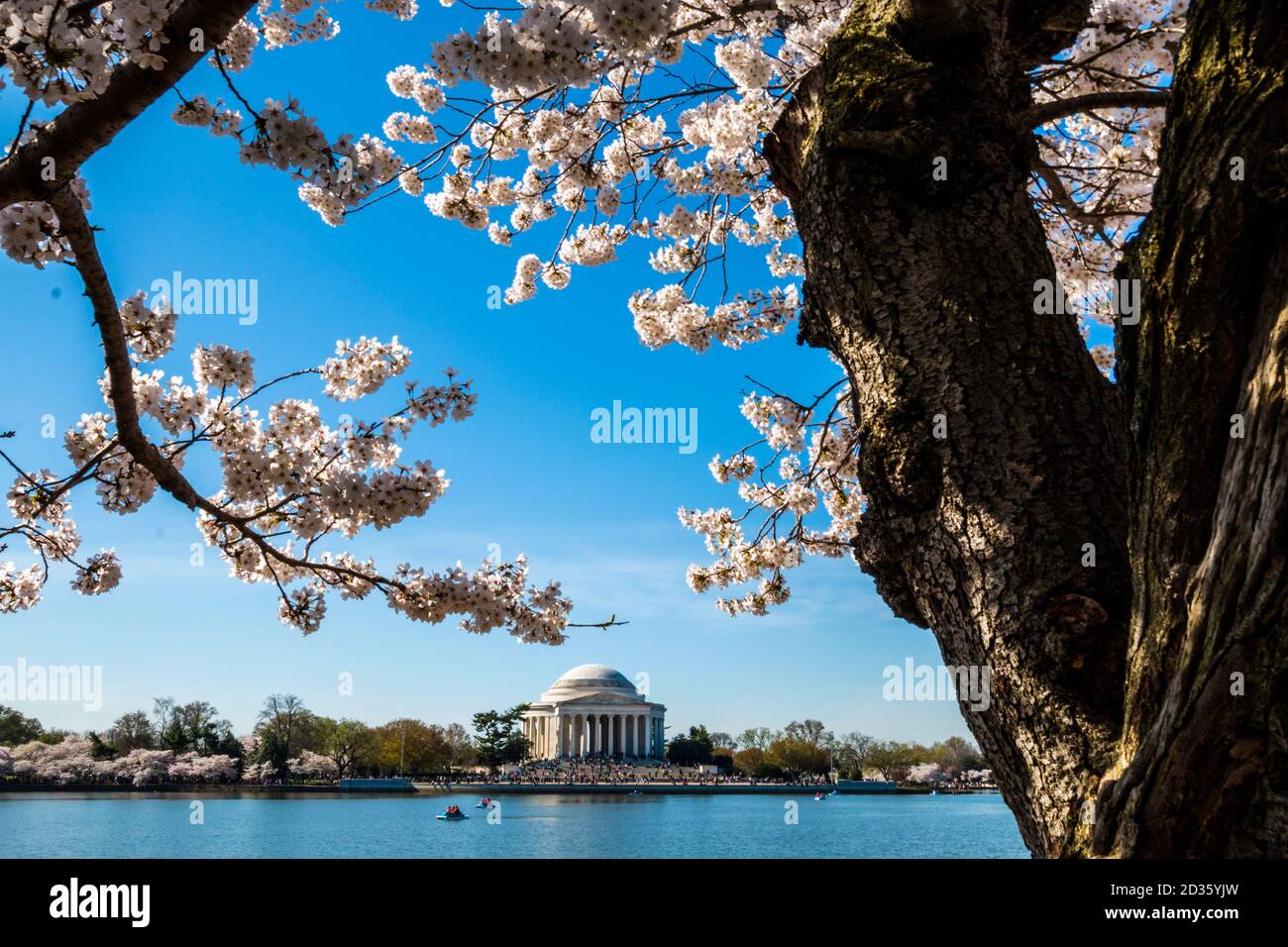 Spring blossoms in Wasington DC Stock Photo - Alamy