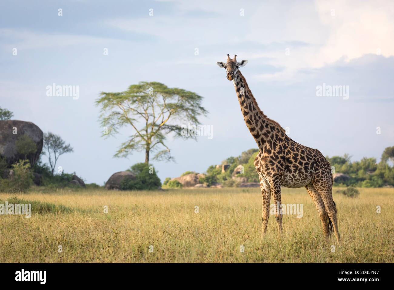 Female giraffe hi-res stock photography and images - Alamy
