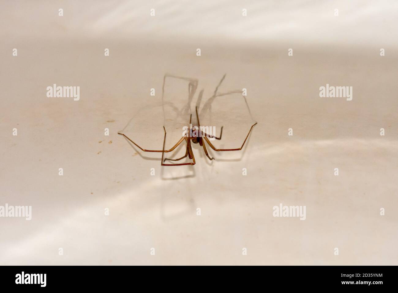 Spider on The Wall Stock Photo - Alamy