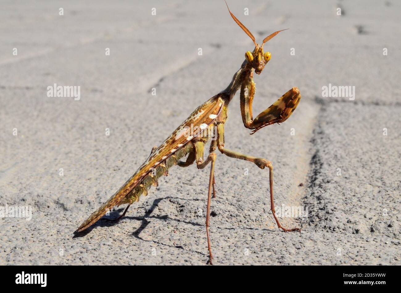 Insect Mantis Religiosa Stock Photo - Alamy