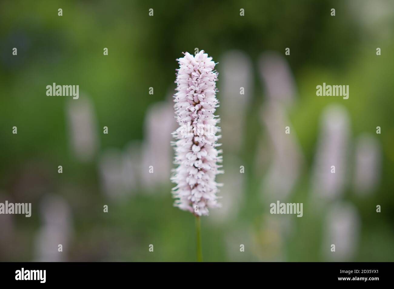 Bistorta officinalis Delarbre at close range on a green background ...