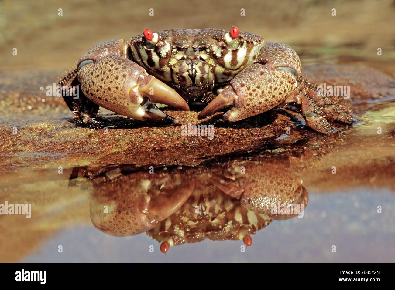 Red eyed rock crab hi-res stock photography and images - Alamy