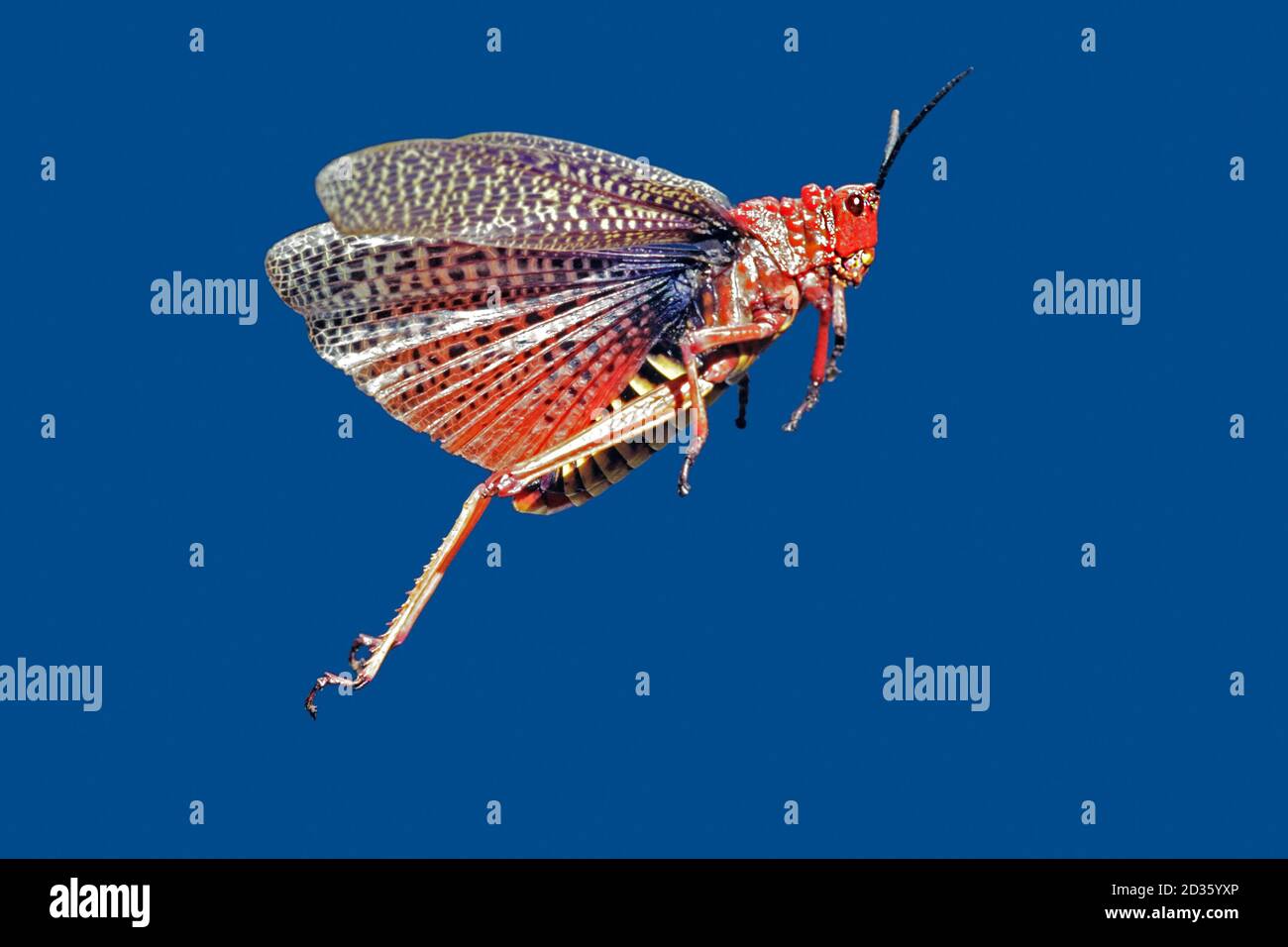 Pyrgomorphid grasshopper jumping Stock Photo - Alamy