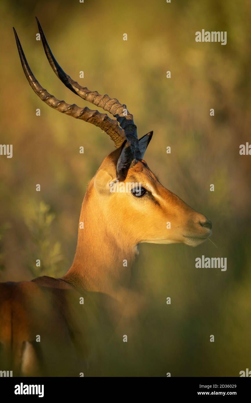 Vertical portrait of an adult male impala with catchlight in his eye in ...