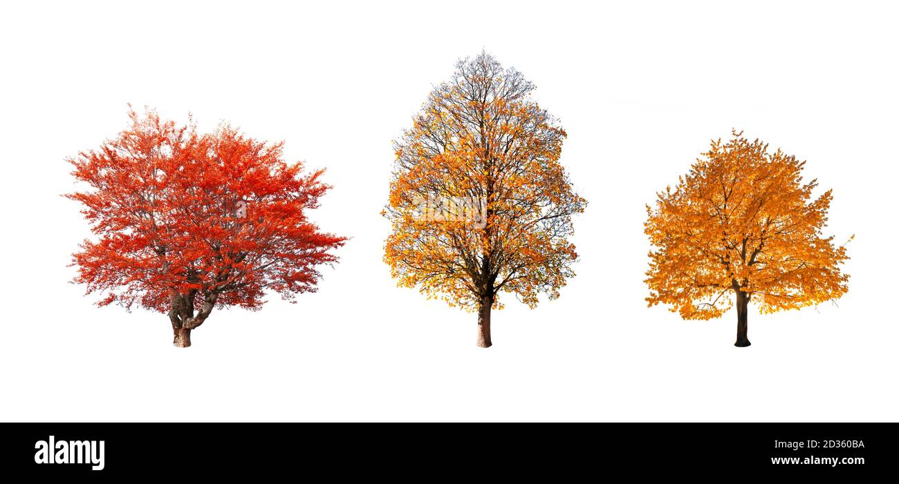 Set of three orange and yellow autumn trees isolated on white ...