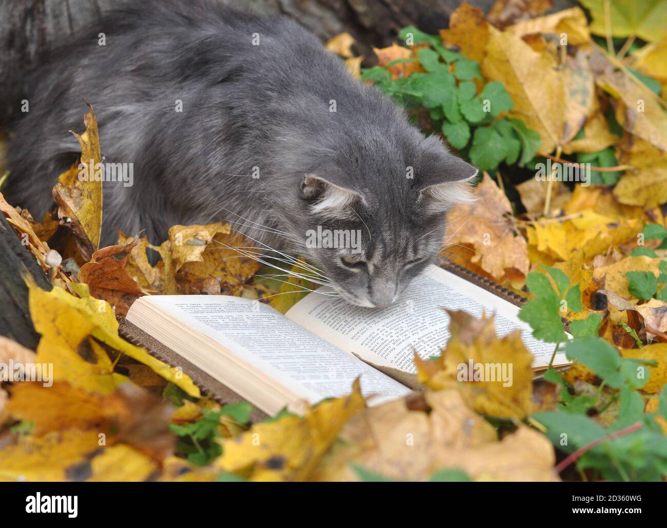 Cat is reading a book in autumn background Stock Photo - Alamy