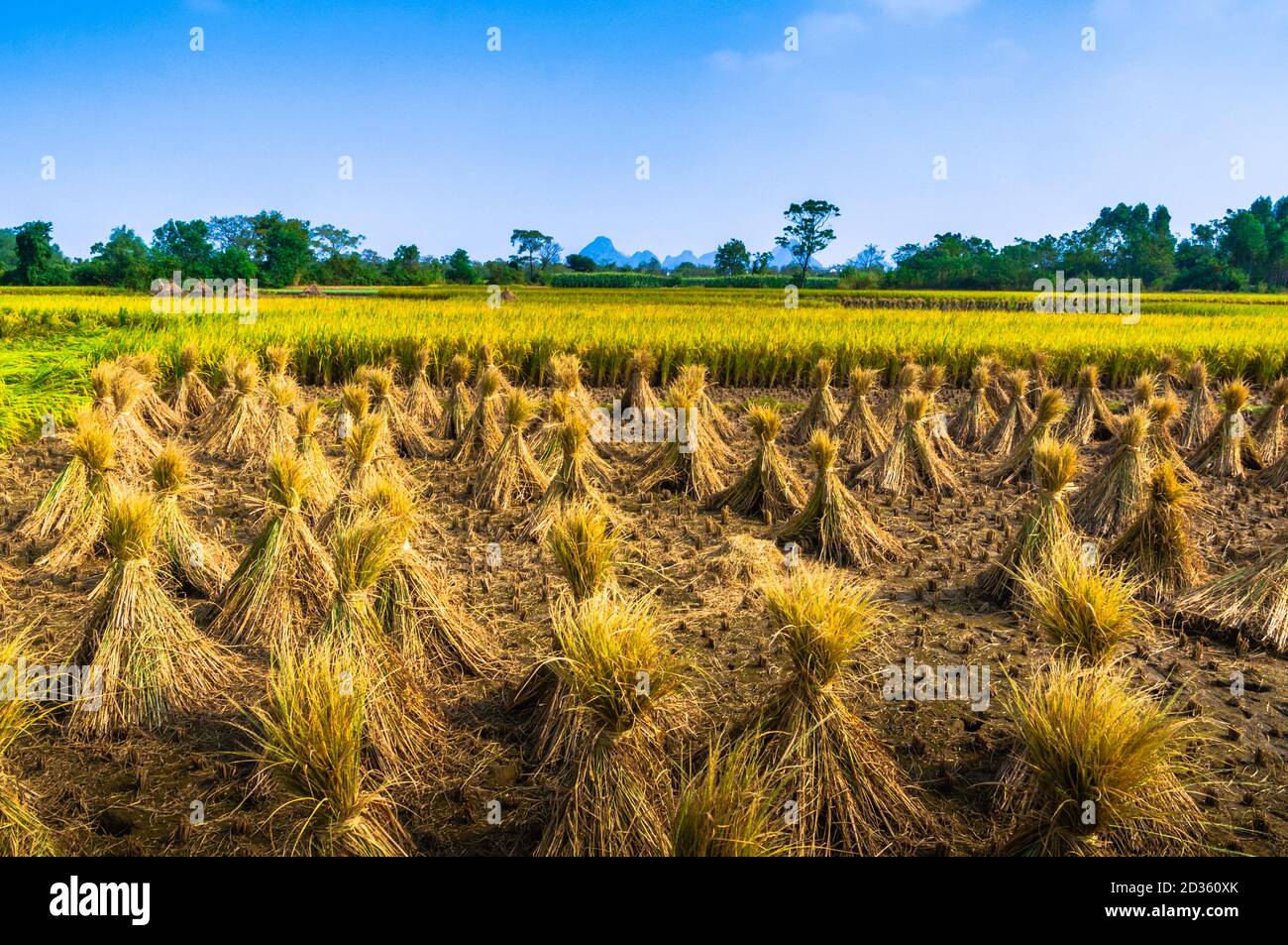 Rice plant and field scenery in autumn Stock Photo - Alamy