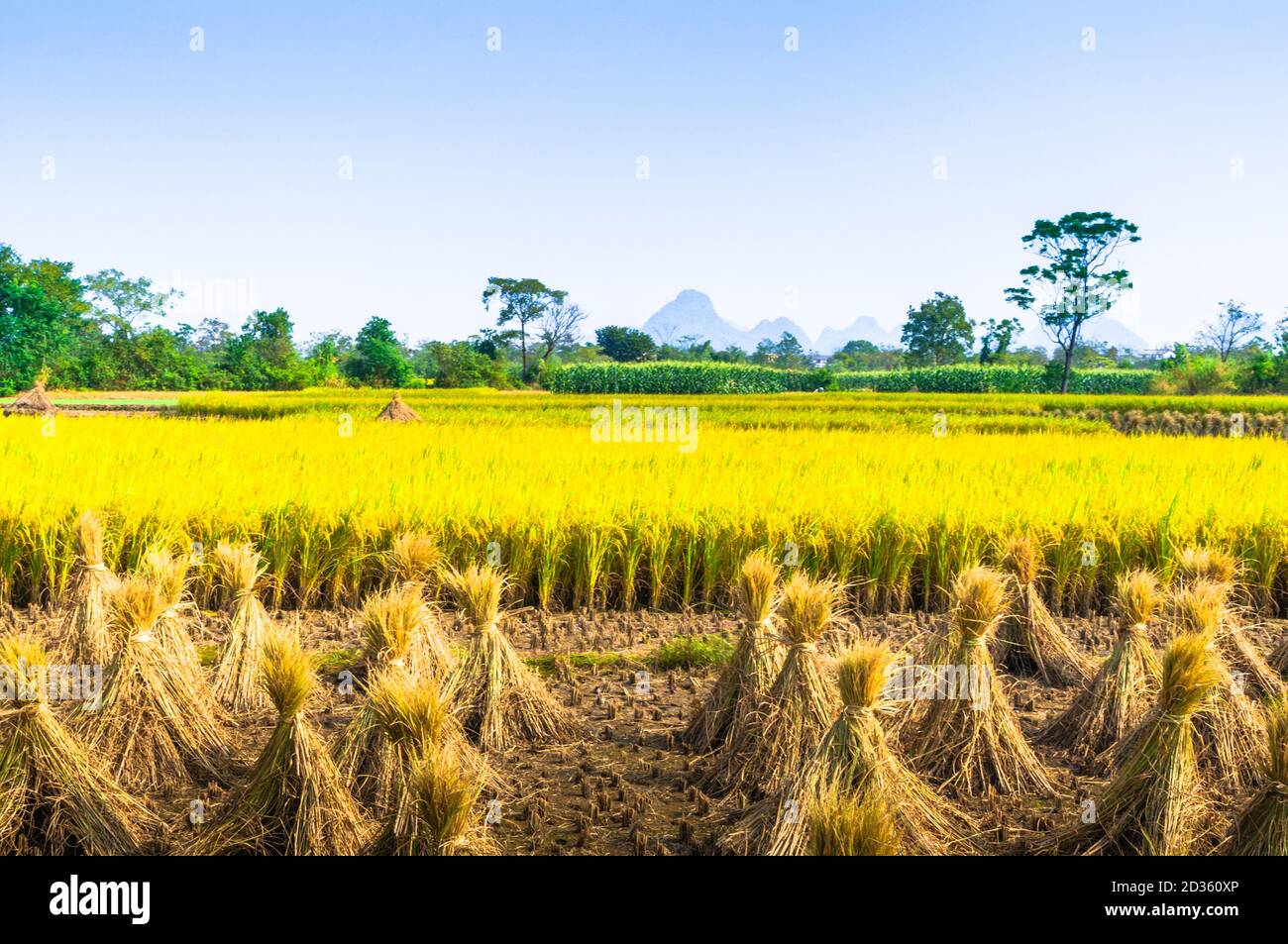Rice plant and field scenery in autumn Stock Photo - Alamy