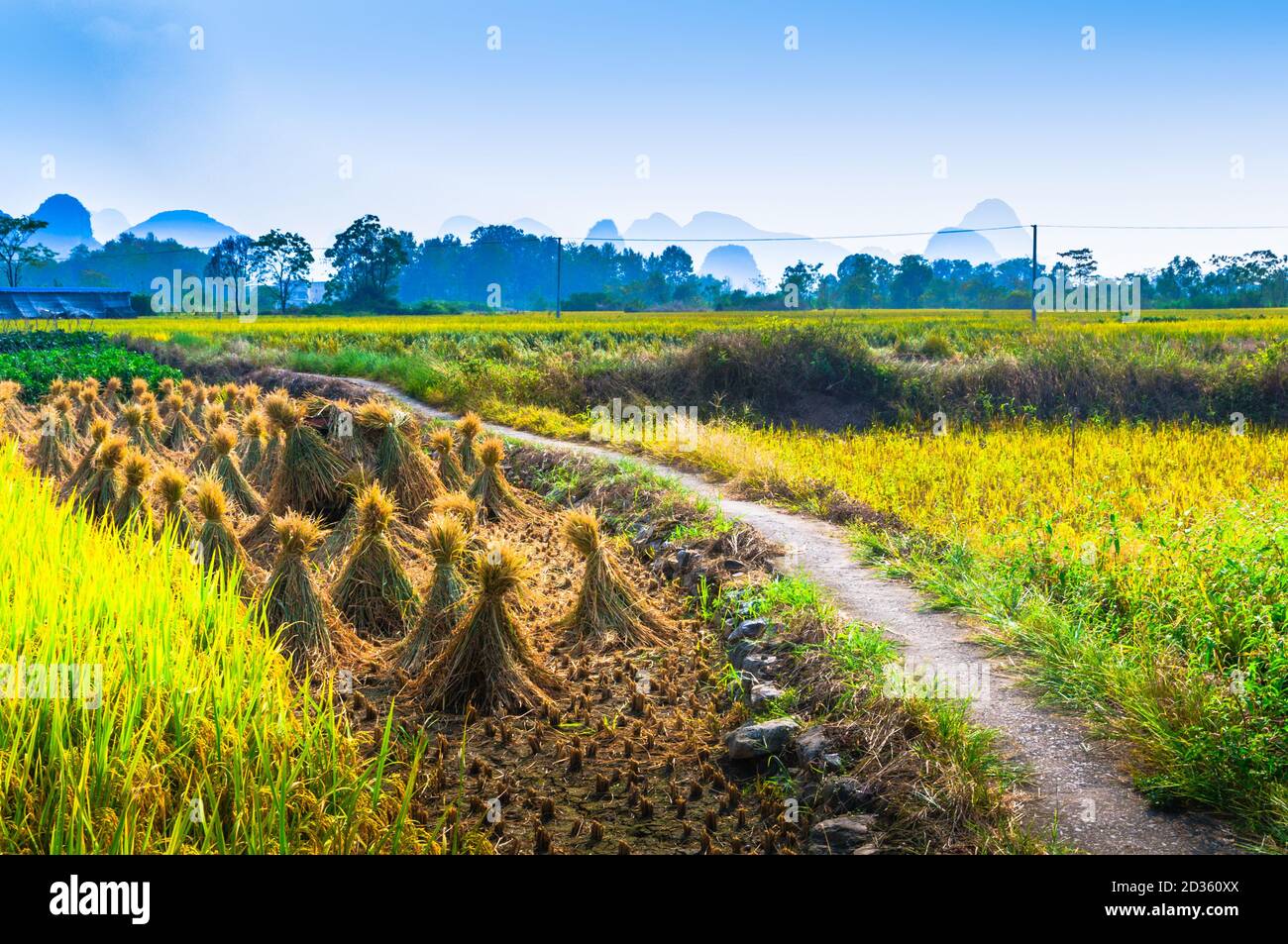 Rice plant and field scenery in autumn Stock Photo - Alamy
