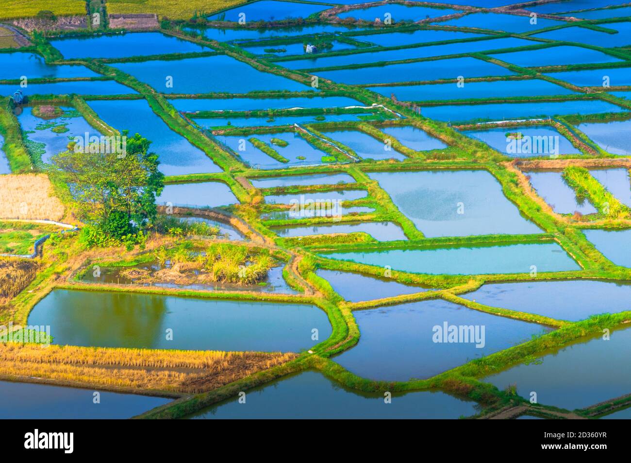 Rice field scenery in spring Stock Photo - Alamy