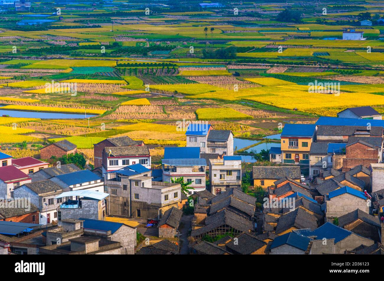 Rice field and countryside scenery in autumn Stock Photo - Alamy