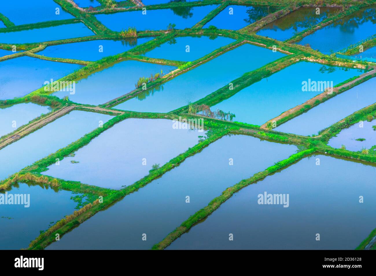 Rice field scenery in spring Stock Photo - Alamy