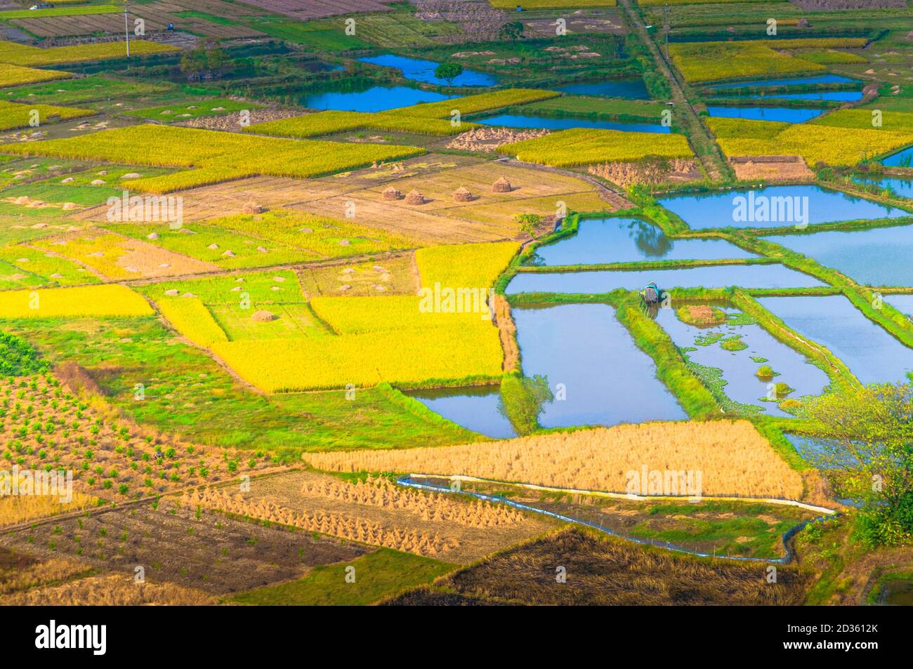 Rice field scenery in autumn Stock Photo - Alamy