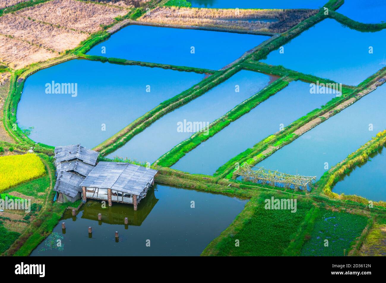 Rice field scenery in spring Stock Photo - Alamy