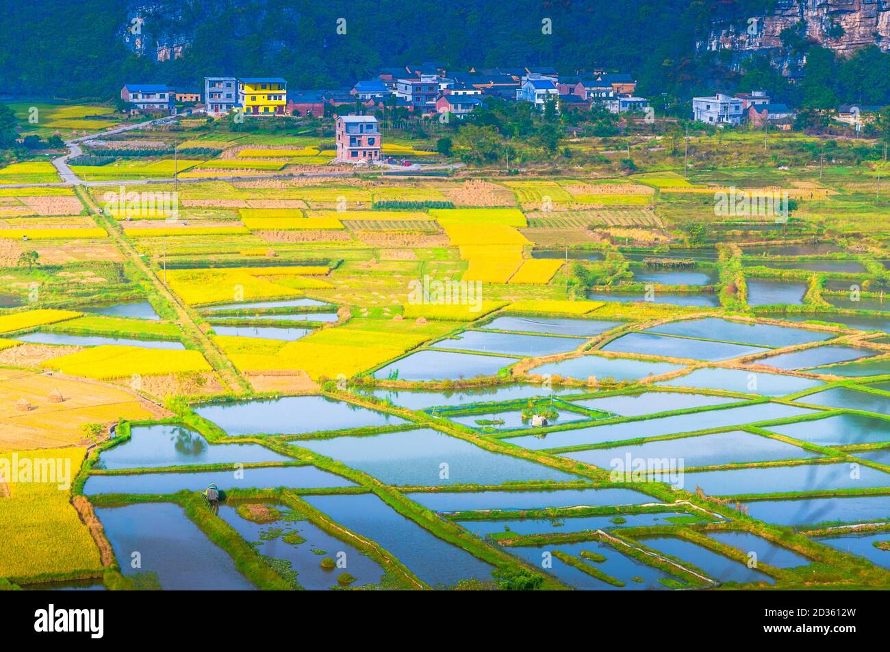 Rice field scenery in autumn Stock Photo - Alamy