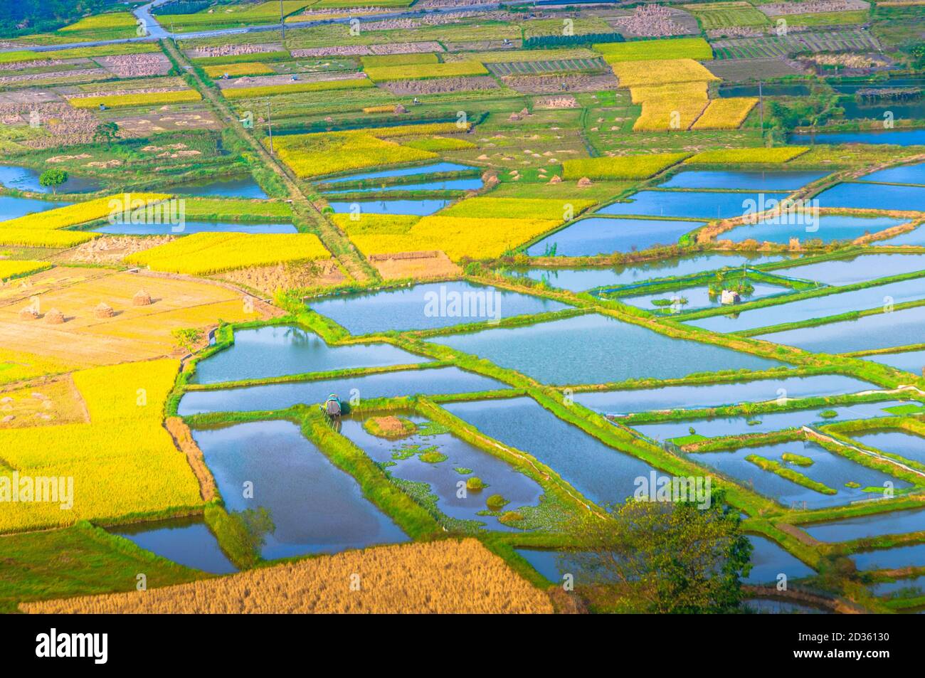 Rice field scenery in autumn Stock Photo - Alamy