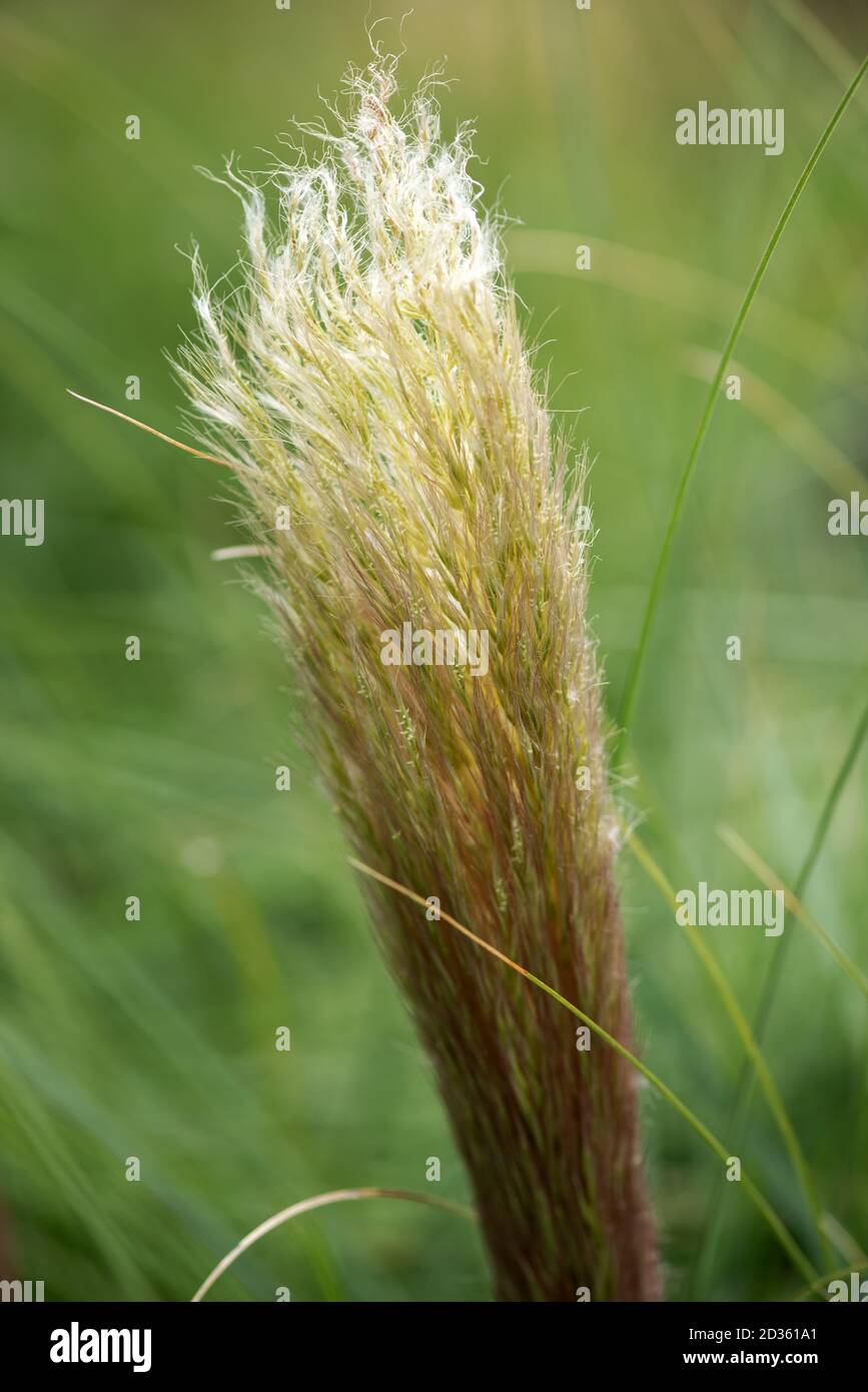 Close-up of Ornamental Grasses, soft grasses Stock Photo - Alamy