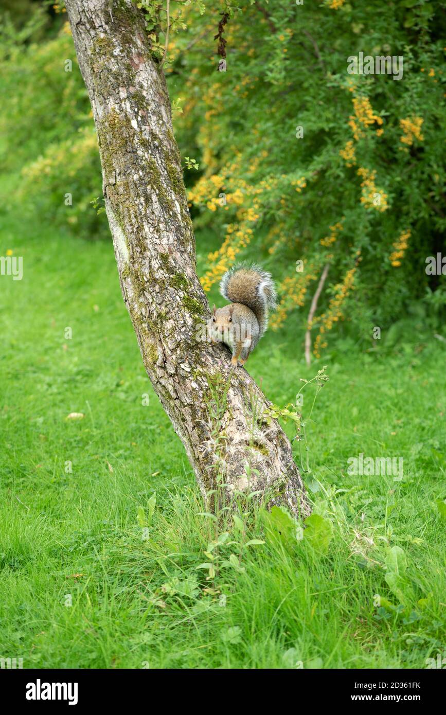 Grey squirrel park ireland hi-res stock photography and images - Alamy