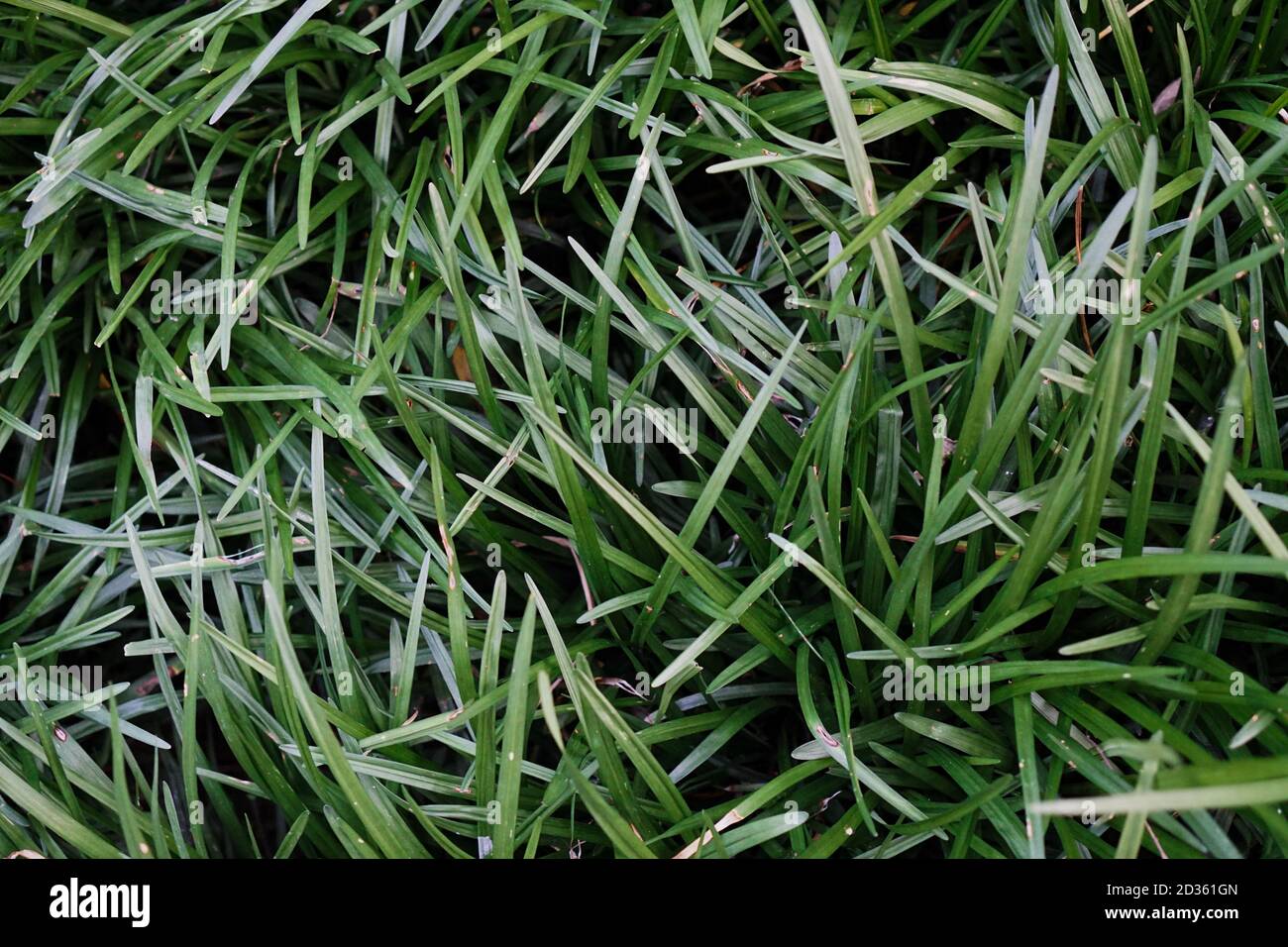 Long grass in garden hi-res stock photography and images - Alamy