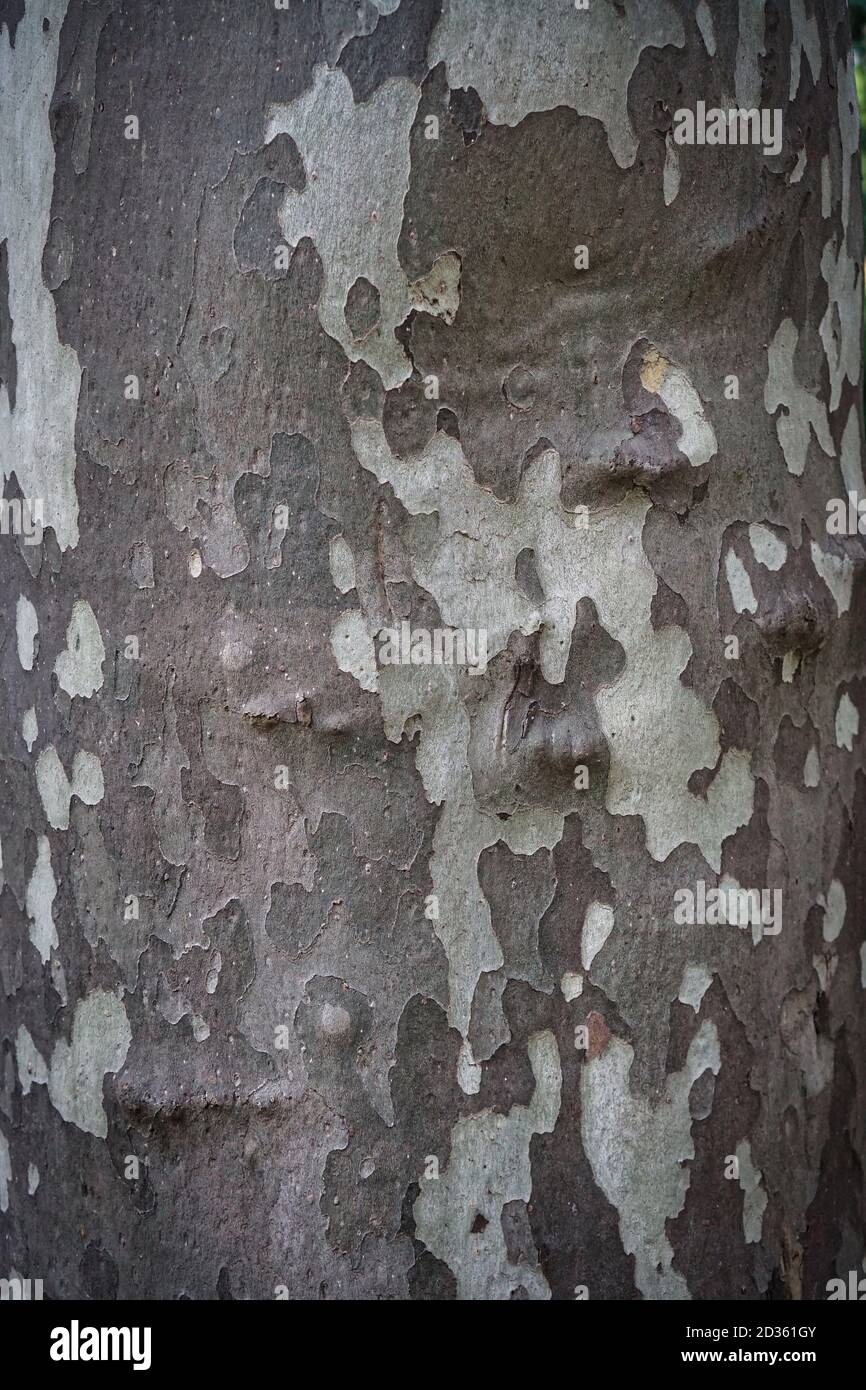 Sycamore tree bark hi-res stock photography and images - Alamy