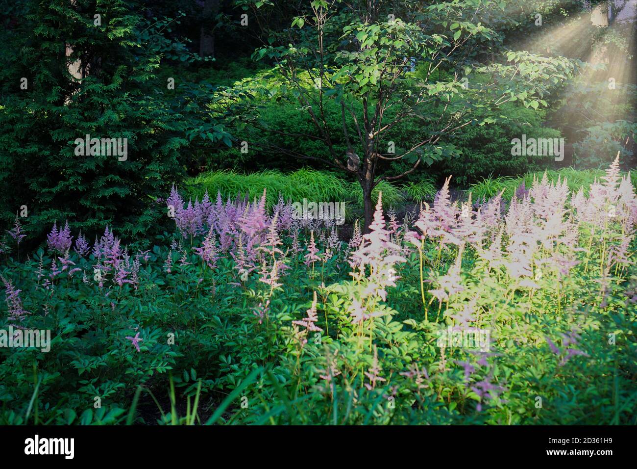 Sunlight beam falling on the flowers in garden full of shrubs and trees ...