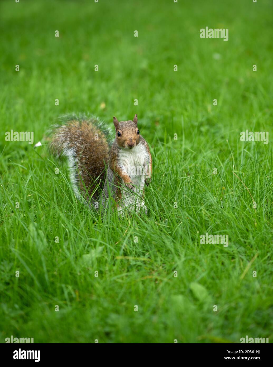 Grey squirrel park ireland hi-res stock photography and images - Alamy