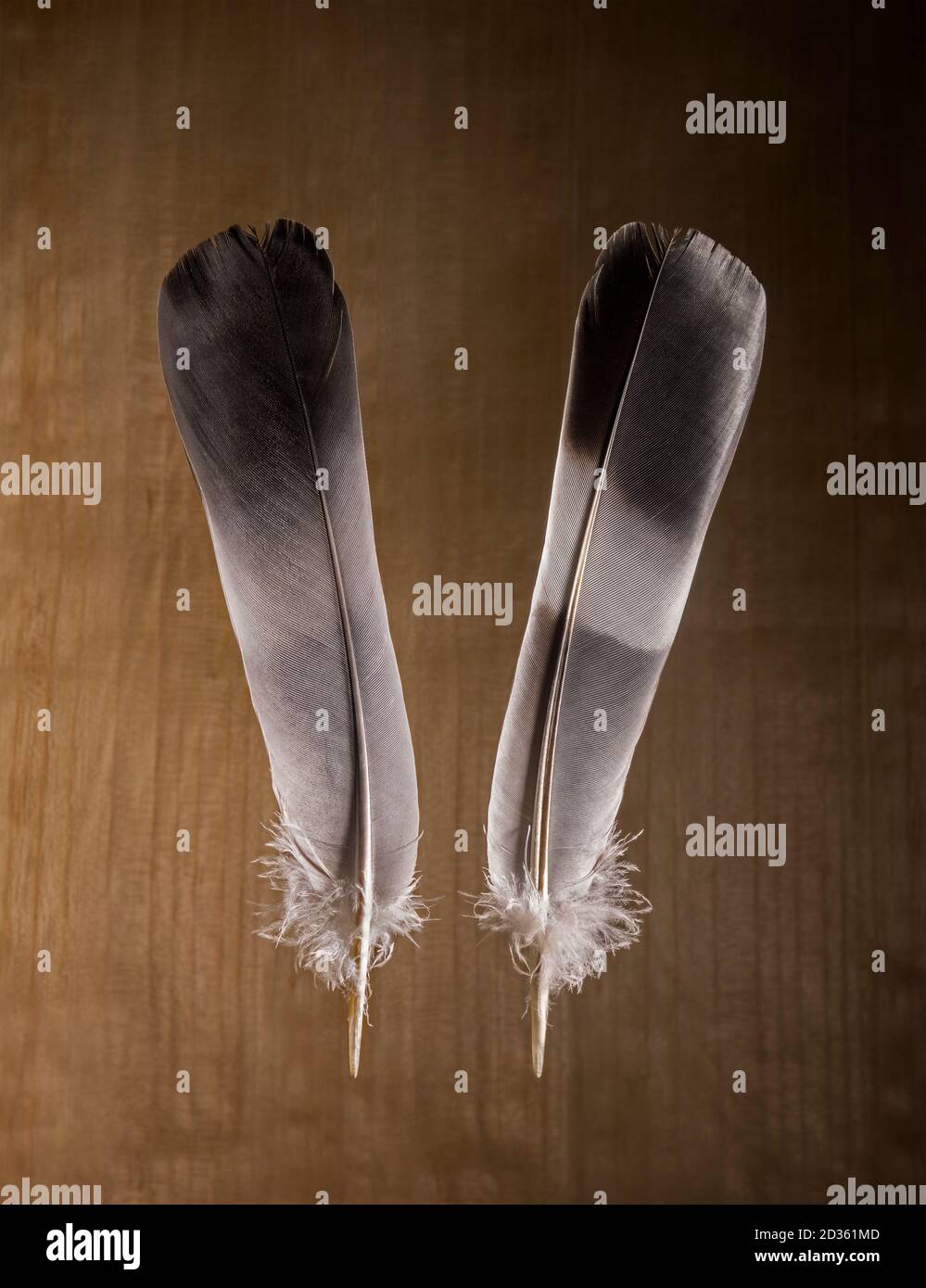 Pigeon feathers texture hi-res stock photography and images - Alamy
