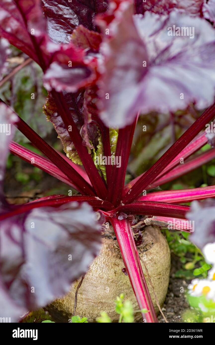 Beetroot growing farming green leaves hi-res stock photography and ...
