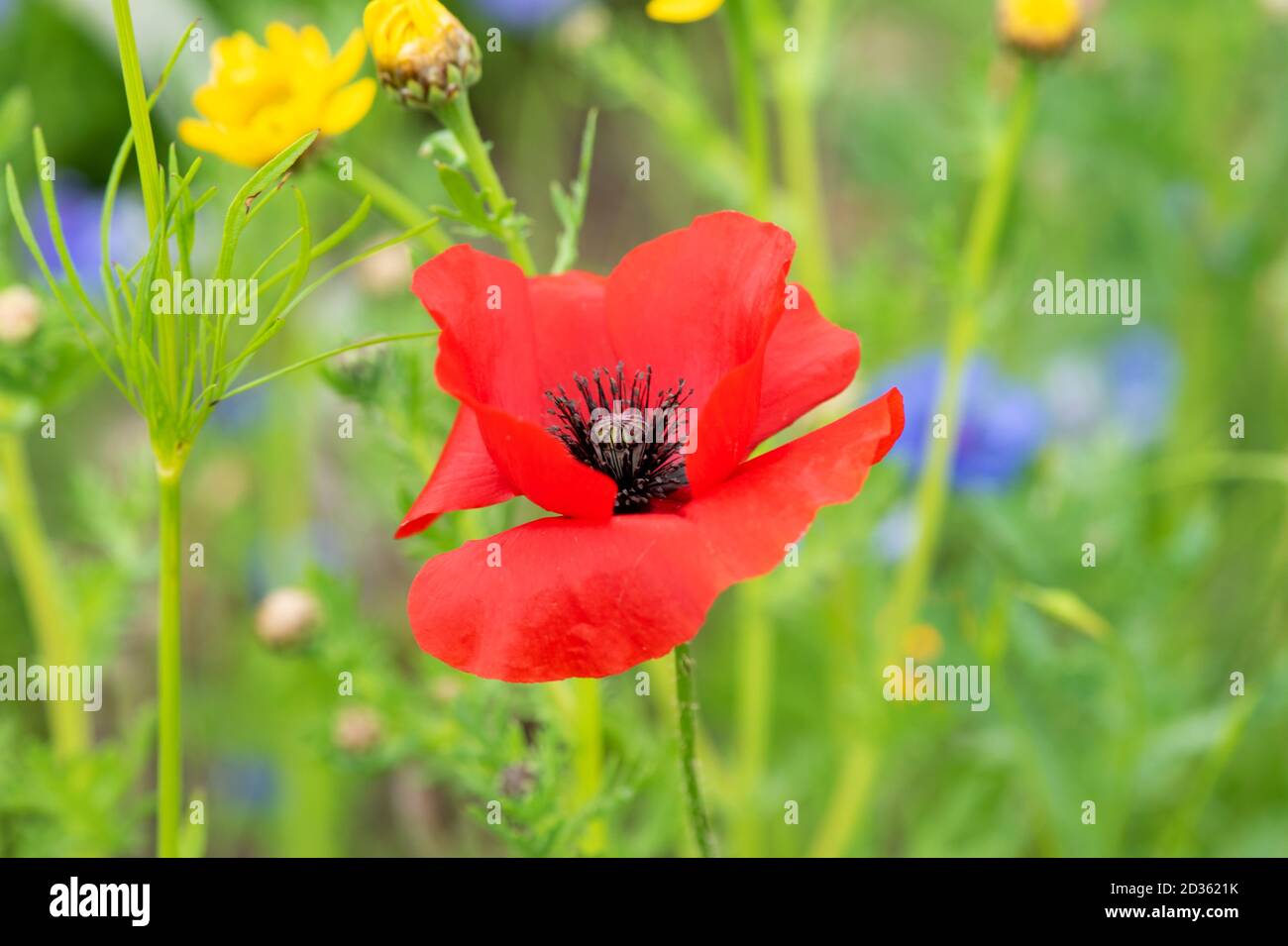 Red Poppy ( Common). Classic red flower of roadsides and cornfields ...
