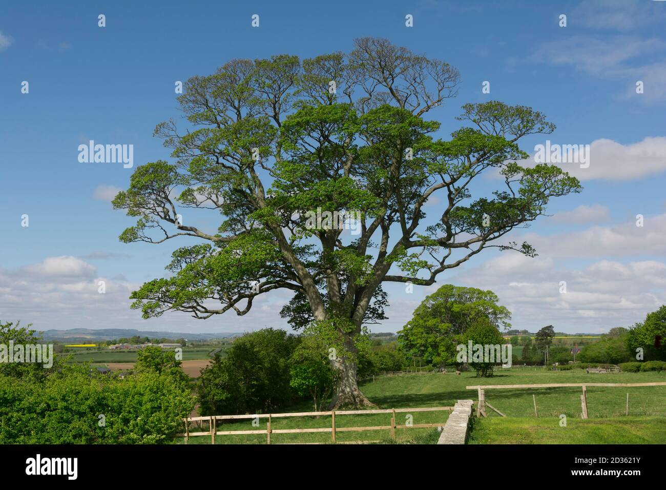 Sycamore tree spring hi-res stock photography and images - Alamy