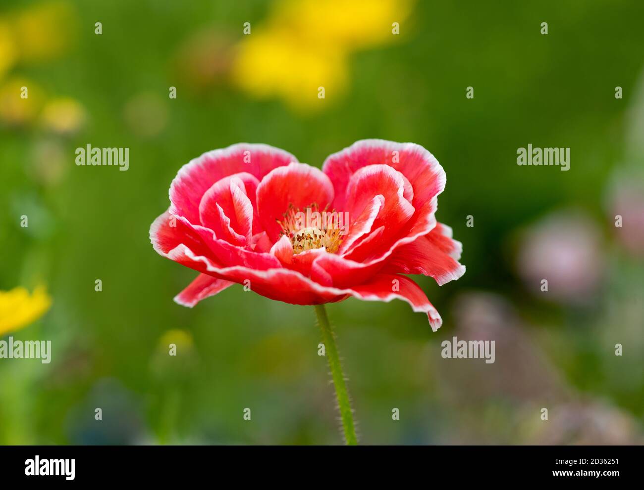 Red Poppy ( Common). Classic red flower of roadsides and cornfields ...