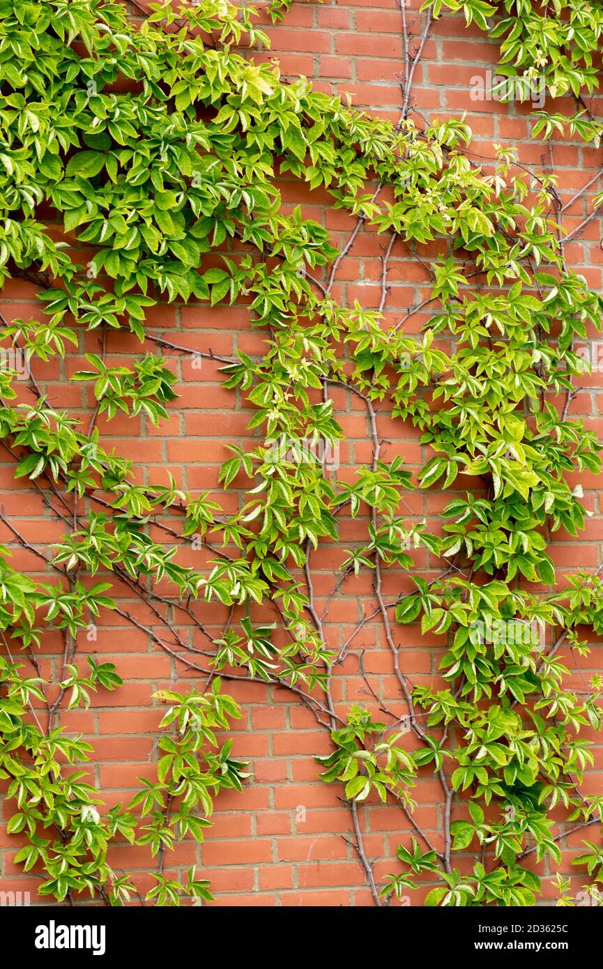 Leaves tree growing on the wall red brick Stock Photo - Alamy