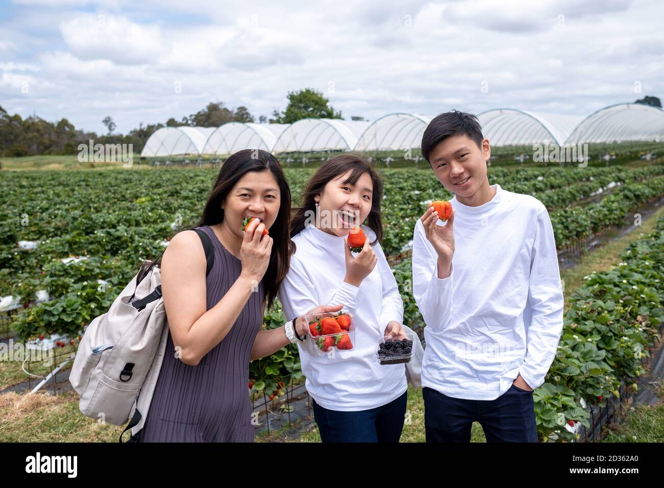 Asian Chinese family taste strawberries raspberries at strawberry farm ...