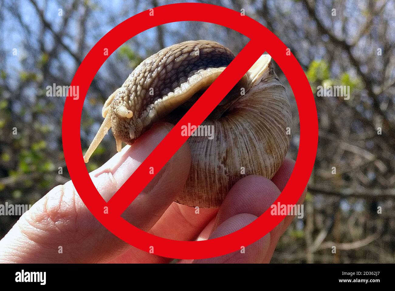 Destruction of harmful snails and other insects. The concept of ...