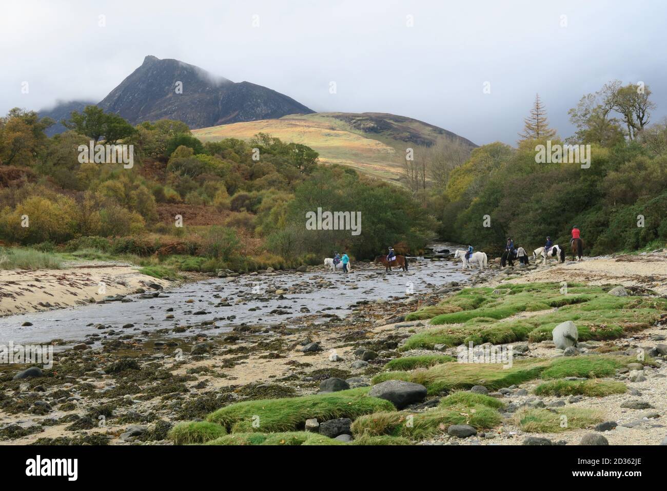 Isle of Arran , Ayrshire, Scotland, UK .Pony trekking on island, ponies ...
