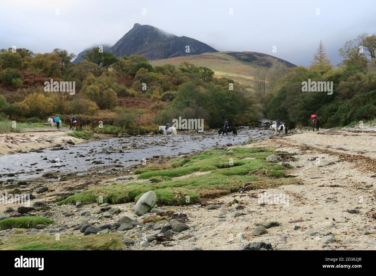 Isle of Arran , Ayrshire, Scotland, UK .Pony trekking on island, ponies ...