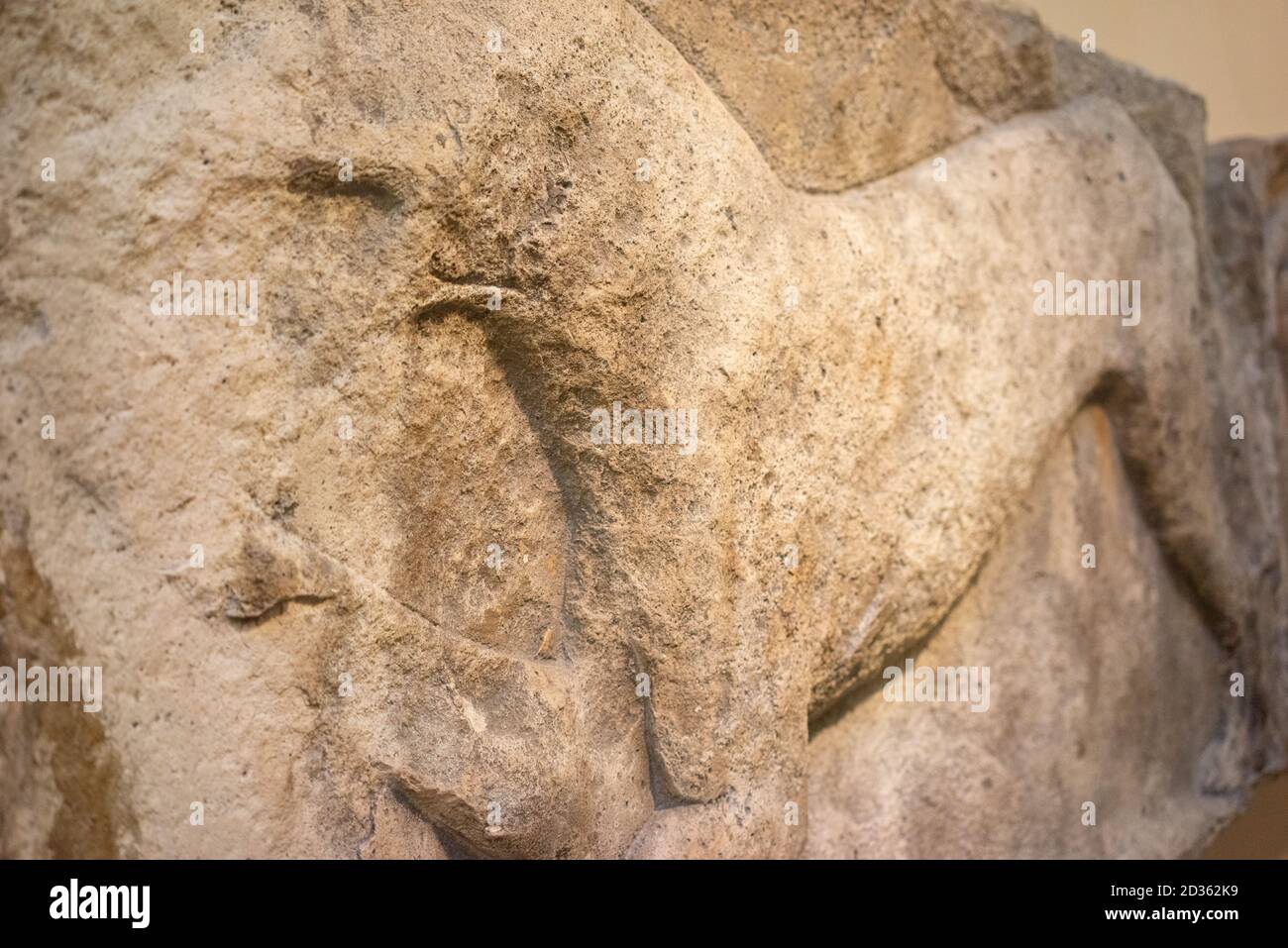Elgin Marbles from the Parthenon Temple of Athens Akropolis British ...