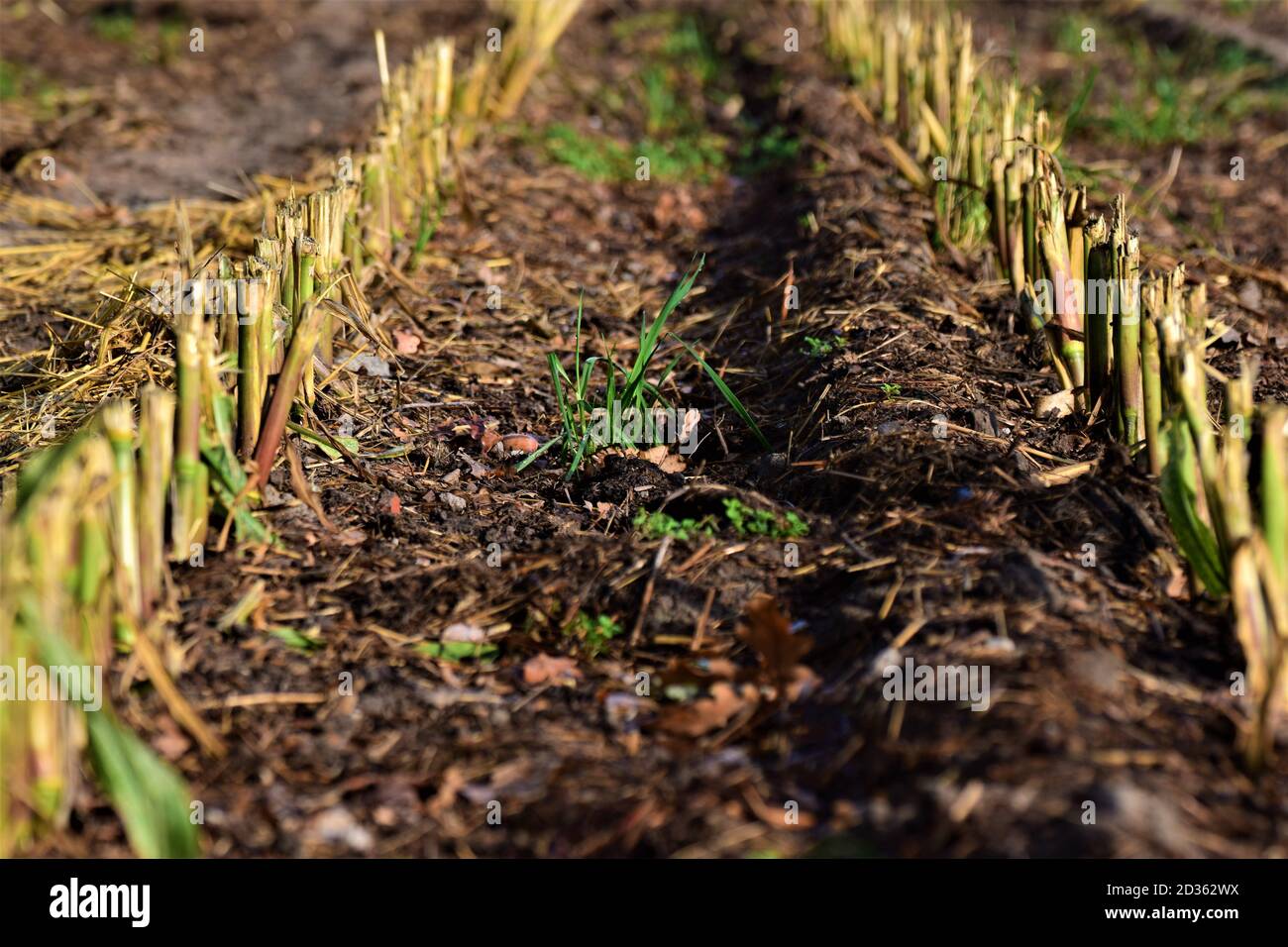 Corn plant roots hi-res stock photography and images - Alamy