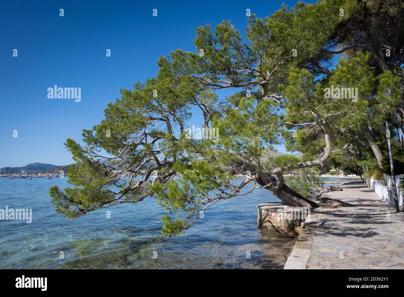 Puerto pollensa pine walk hi-res stock photography and images - Alamy