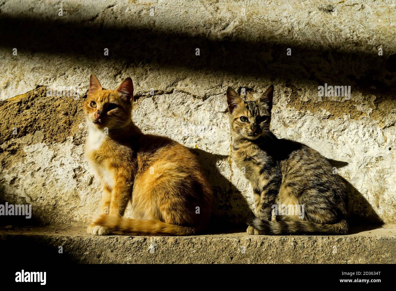 cat on a rock, photo as background Stock Photo - Alamy