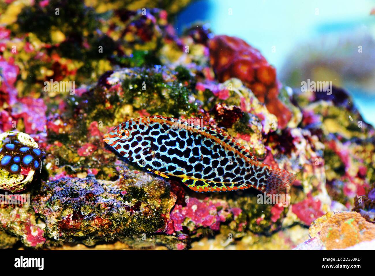 Leopard wrasse fish in coral reef aquarium tank Stock Photo - Alamy