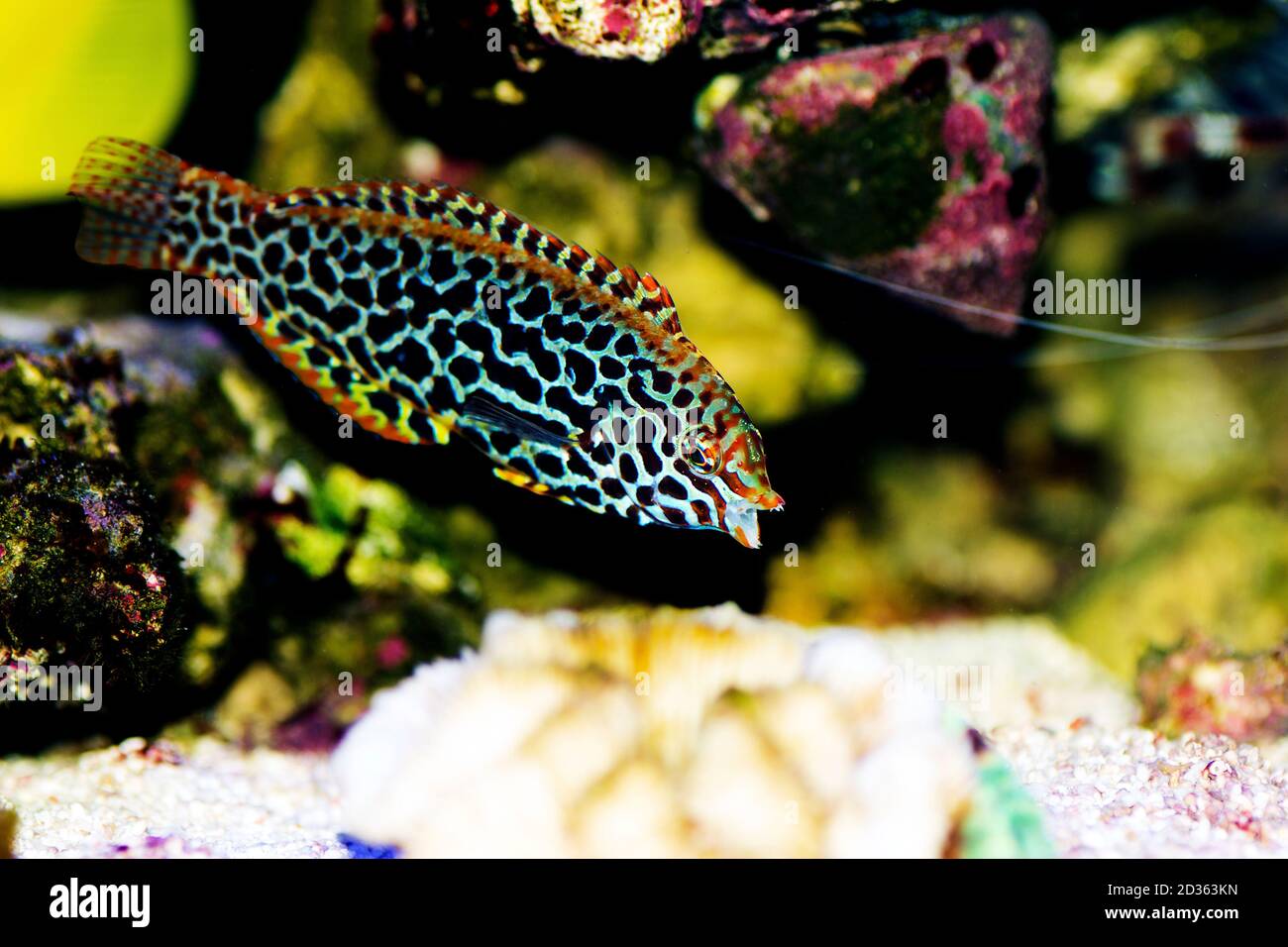 Leopard wrasse fish in coral reef aquarium tank Stock Photo - Alamy