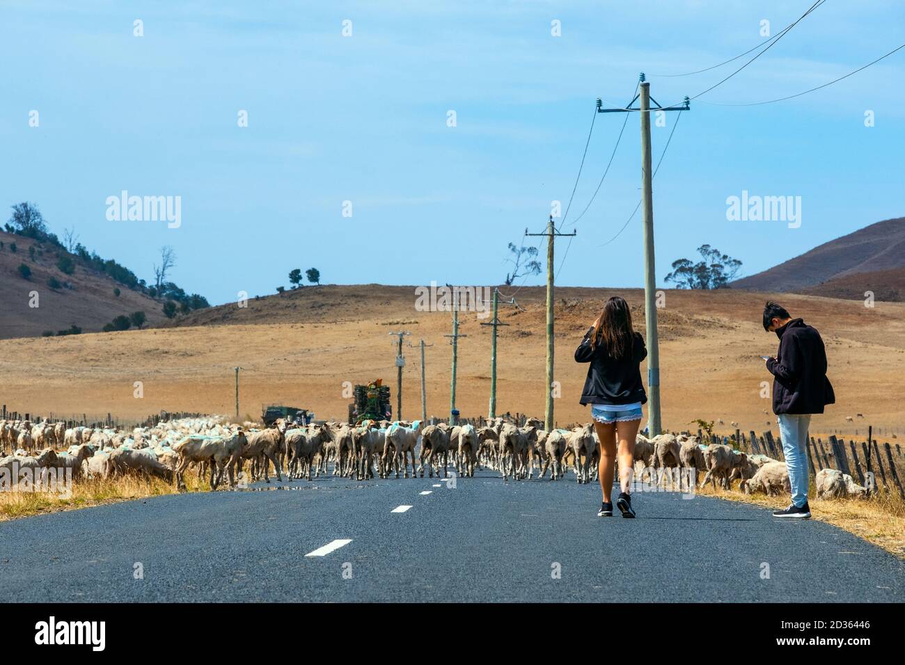 Young tourists capture flock of sheep crossing highway on mobile phones Stock Photo - Alamy
