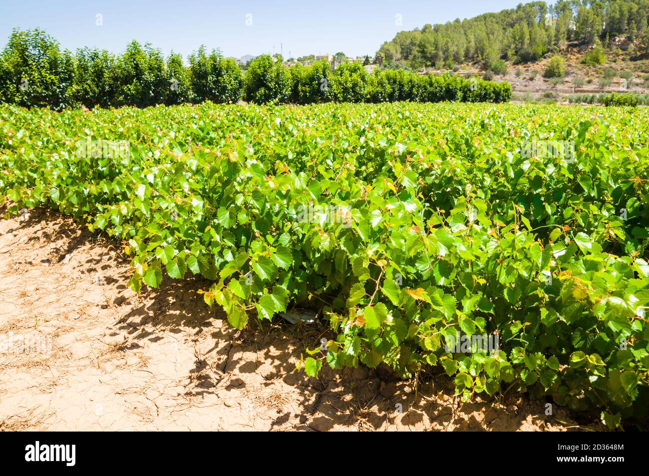 High angle shot of an endless field covered with green plants Stock ...