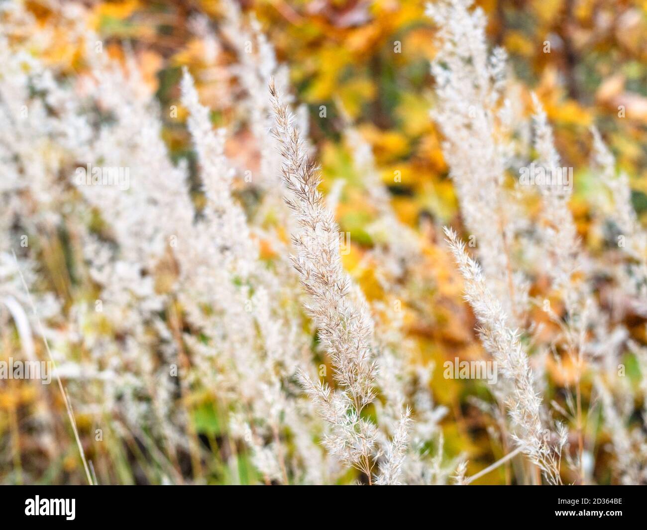 Reed grass calamagrostis acutiflora karl hi-res stock photography and ...