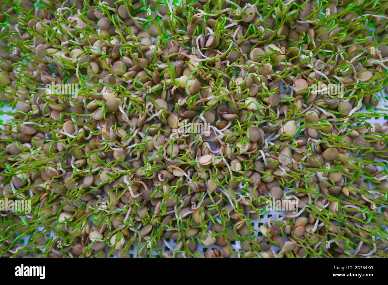 Top view shot of sprouting seeds with tiny green leaves growing from ...