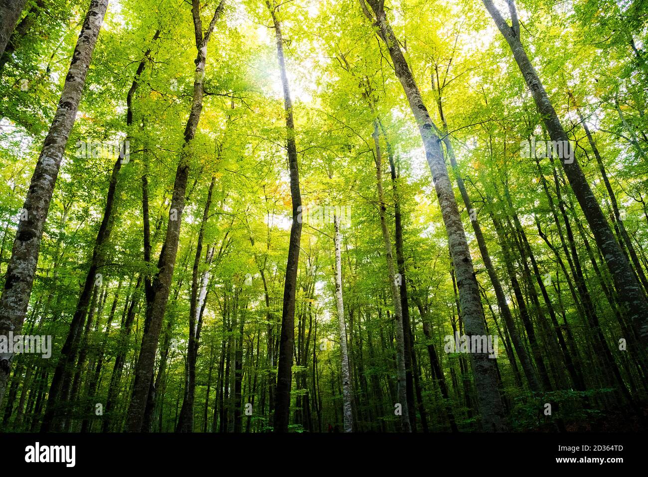 autumn forest of beech trees with the sun illuminating the green ...