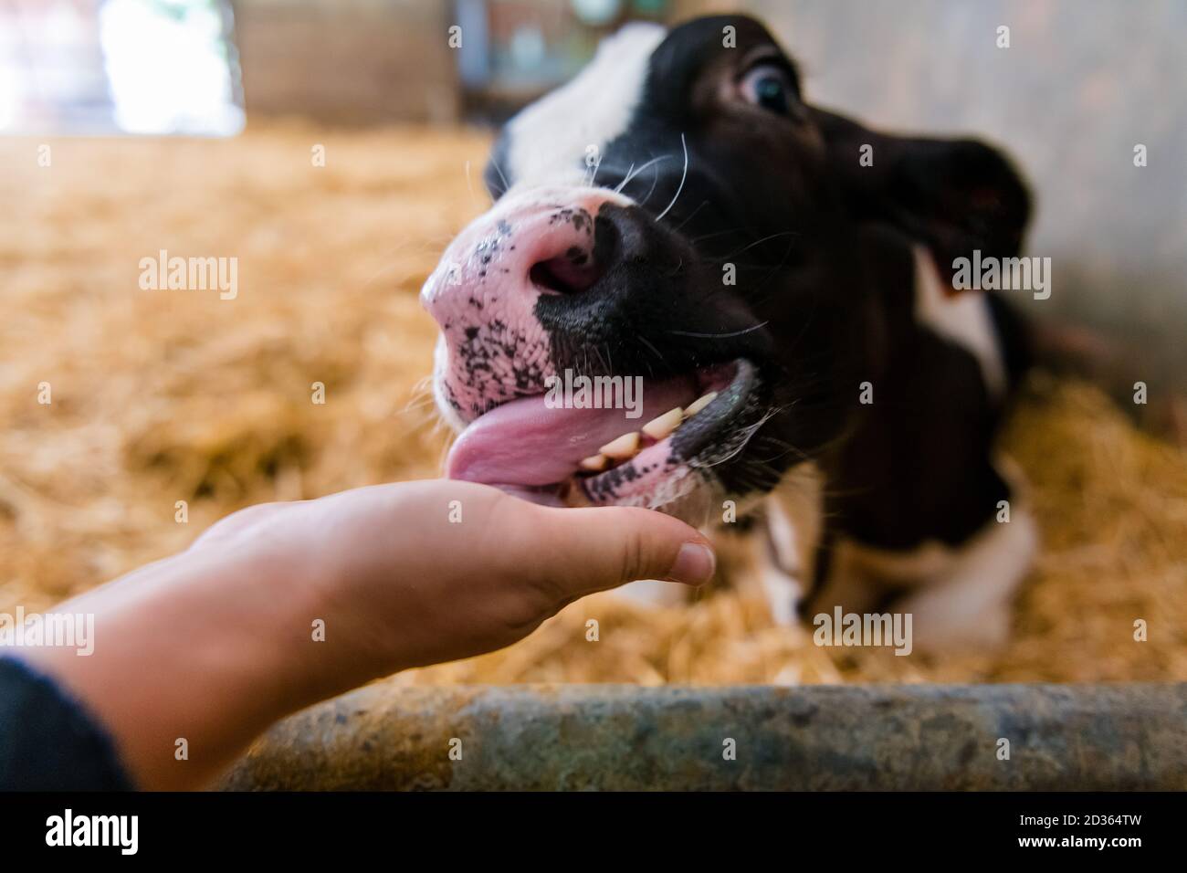 portrait of a young black and white calf at dairy farm licking a person ...