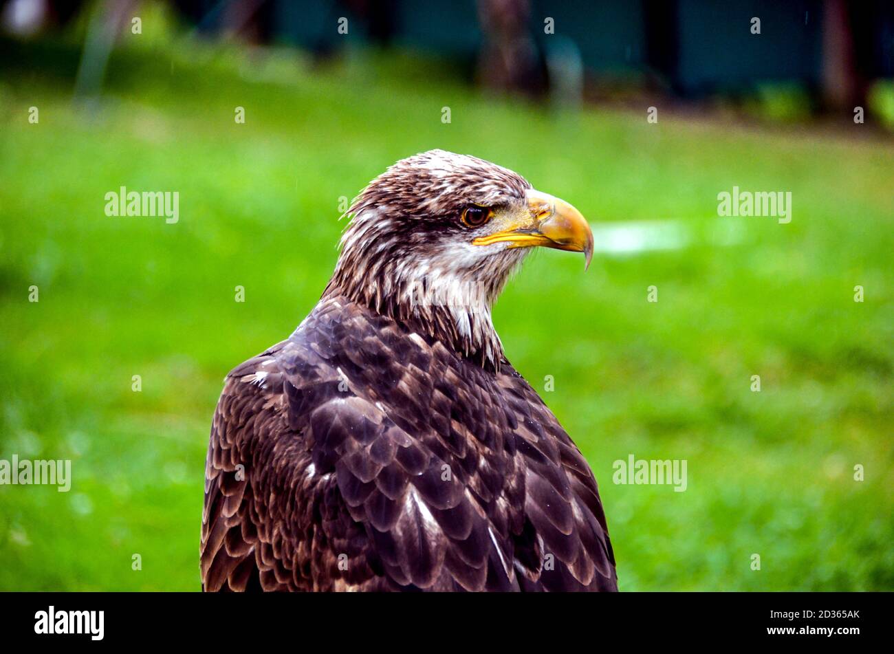 Closeup of a bald eagle on the blurred background, horizontal headshot ...